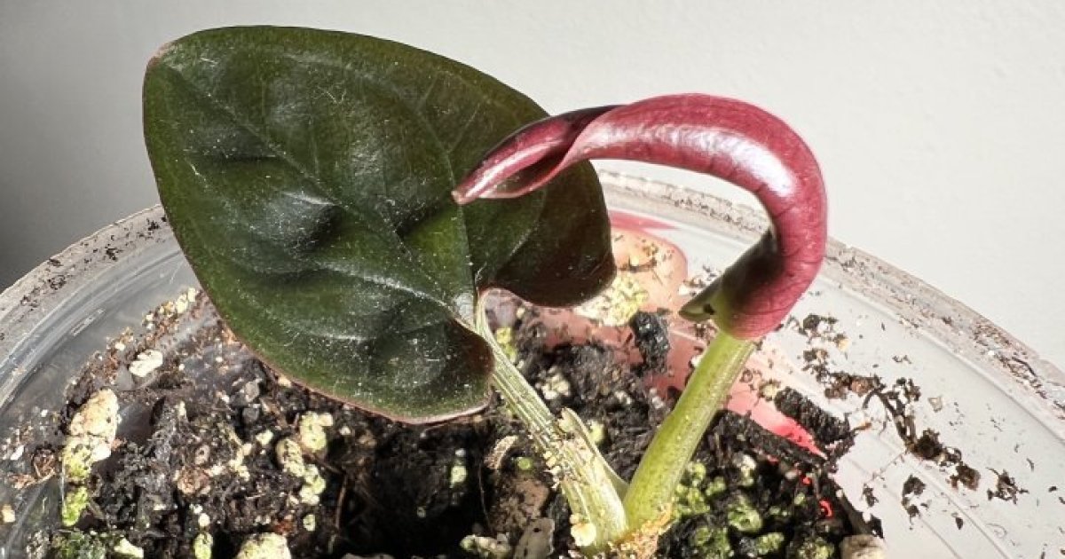 Syngonium erythrophyllum ‘Red Arrow’ | Aukce rostlin