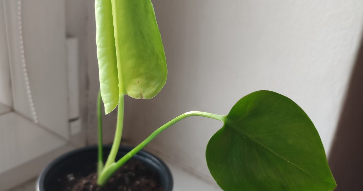 Malá Monstera Deliciosa #4 | Aukce rostlin