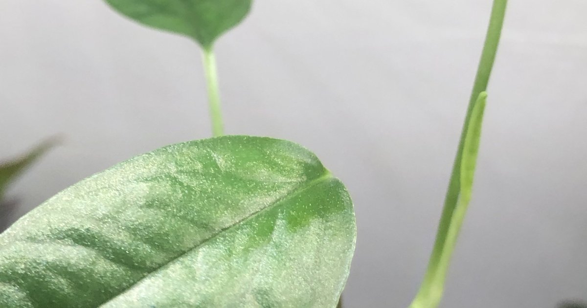 Epipremnum Cebu Blue variegata (revert ) - rostlina. | Aukce rostlin