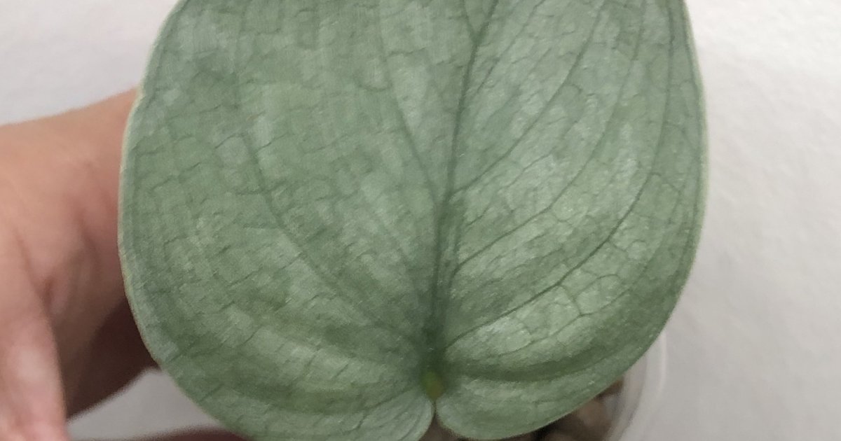 Scindapsus Platinum - rostlina . | Aukce rostlin