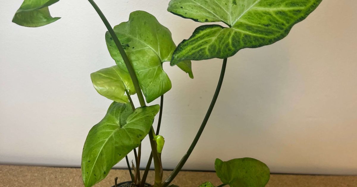 Syngonium podophyllum 'Oregano' | Aukce rostlin