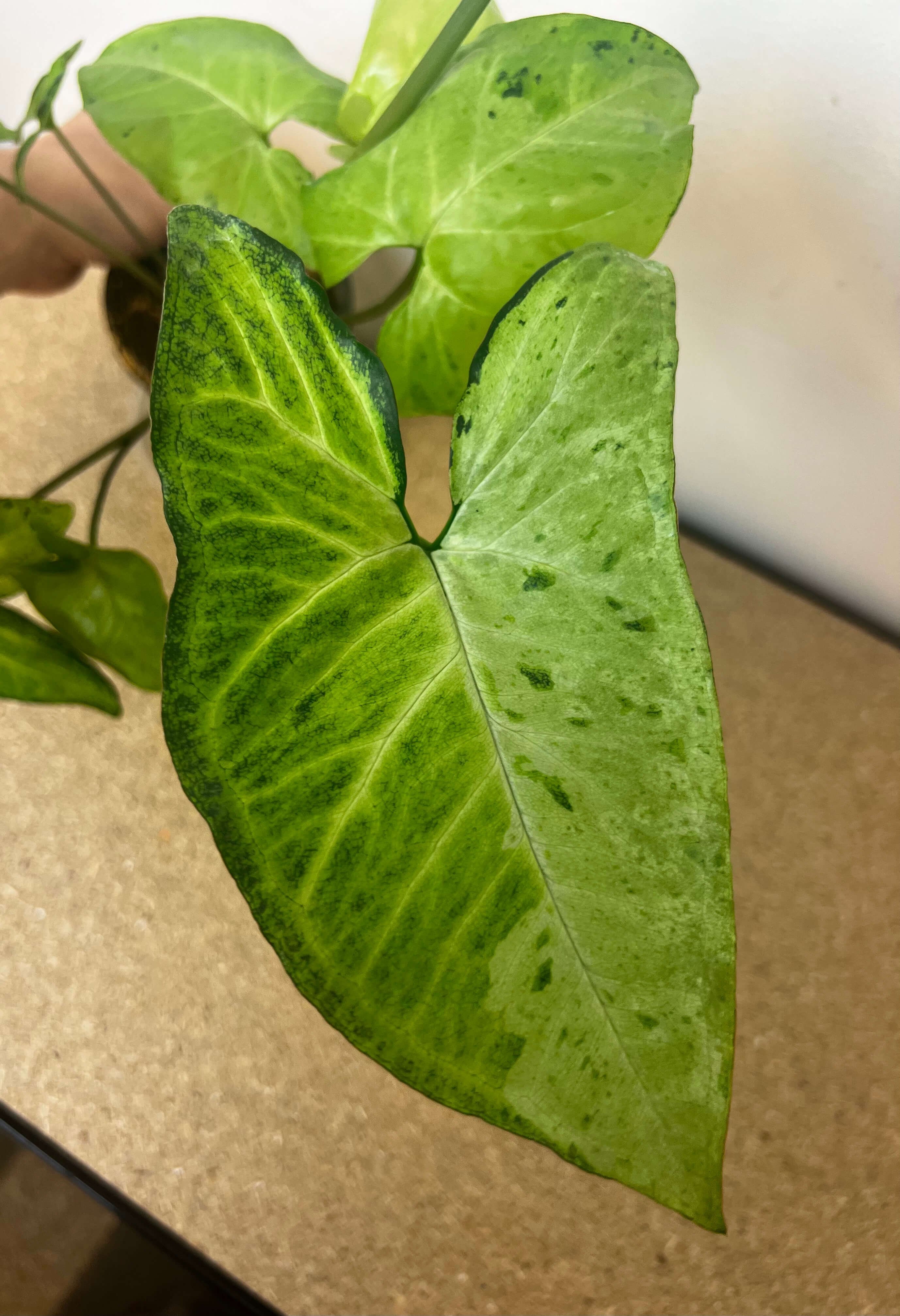 Syngonium podophyllum 'Oregano' | Aukce rostlin