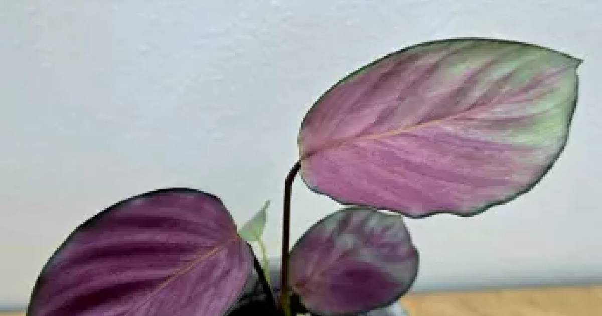 Calathea Silver Plate | Aukce rostlin